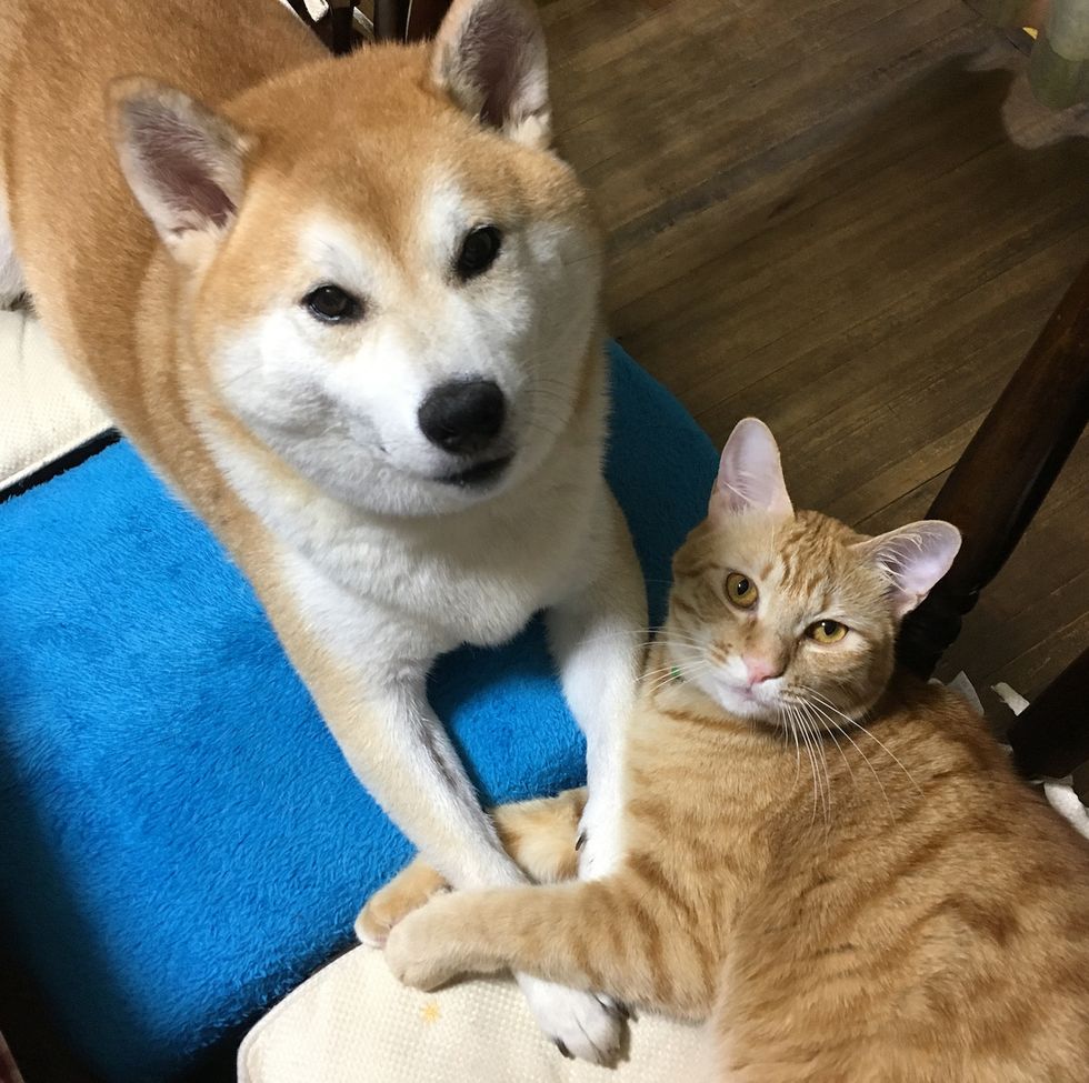 Kitten Who Needed a Home Finds New Brother in a Dog Who Needed a Cat ...