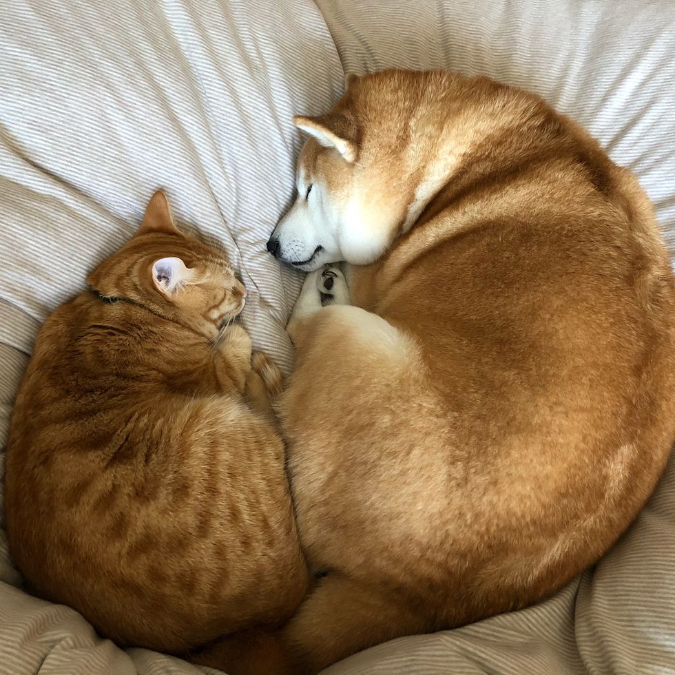 Kitten Who Needed a Home Finds New Brother in a Dog Who Needed a Cat ...