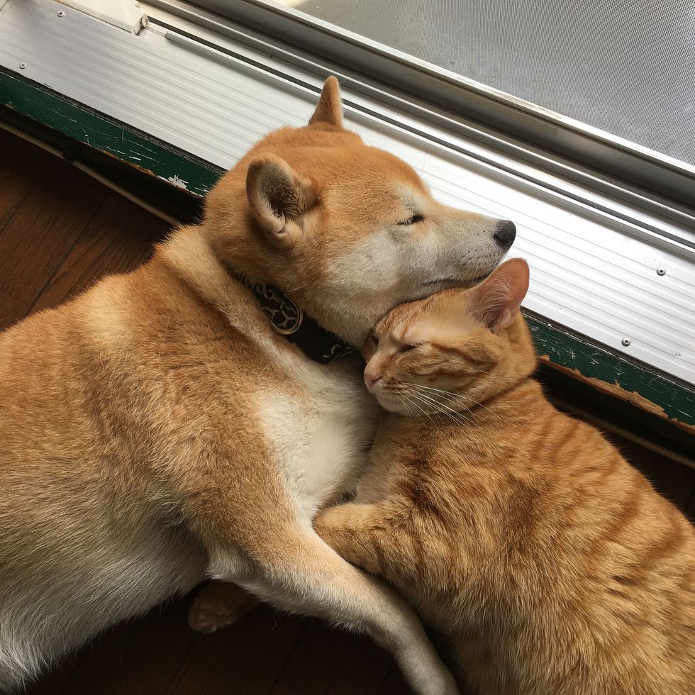 Kitten Who Needed a Home Finds New Brother in a Dog Who Needed a Cat ...