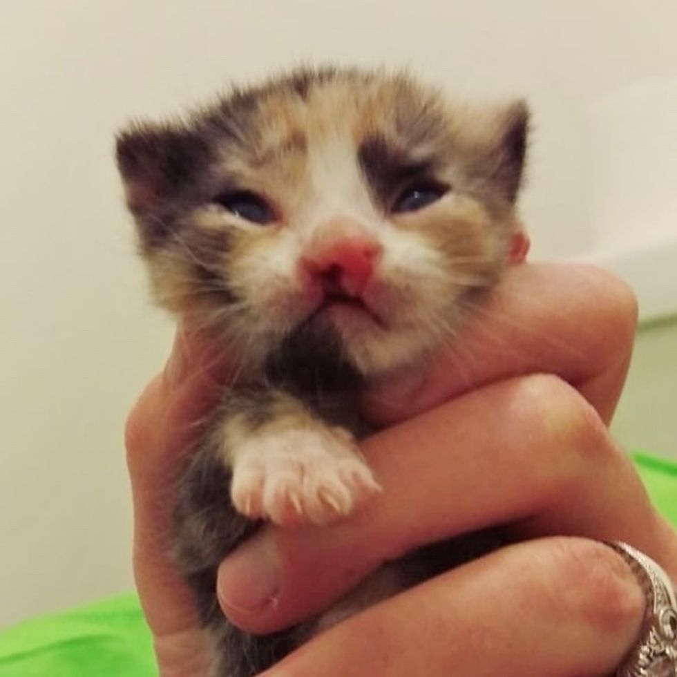 Couple Saves Tiny Calico Kitten Born with Cleft Lip and Turns Her Life ...
