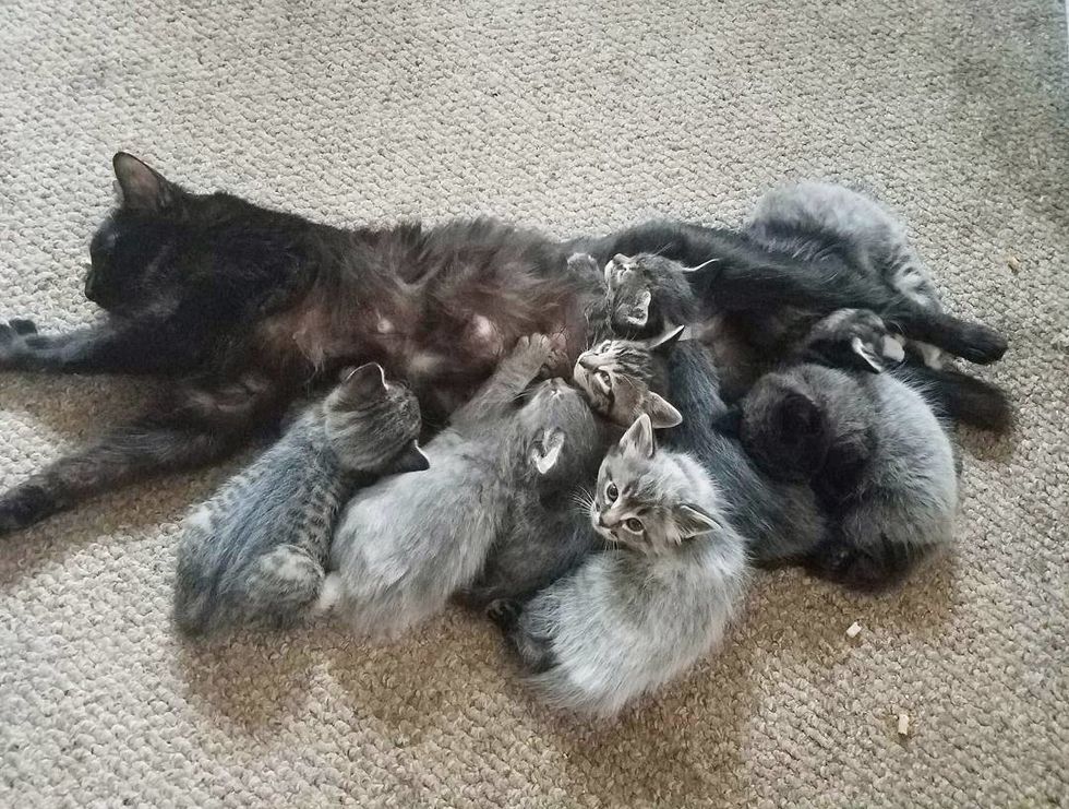 7 Kittens Born with "Fever Coat", Their True Colors Begin to Show As ...
