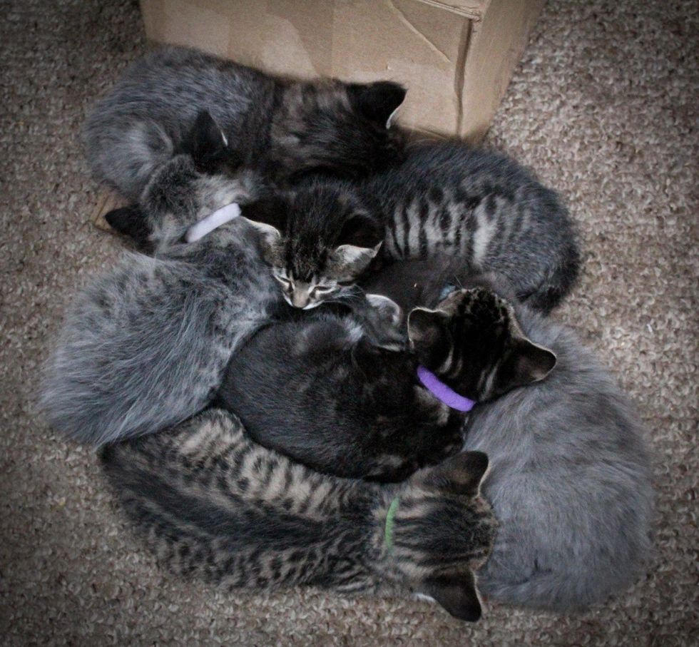 7 Kittens Born with "Fever Coat", Their True Colors Begin to Show As ...