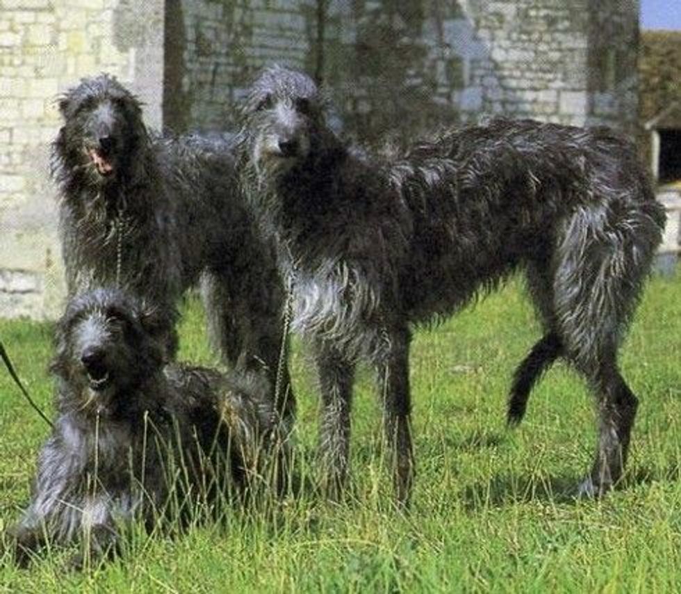 5 Of The Best, Most Lanky Dog Breeds Ever
