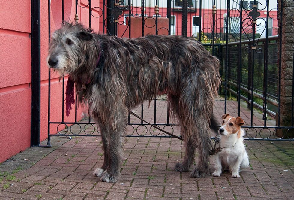 5 Of The Best, Most Lanky Dog Breeds Ever