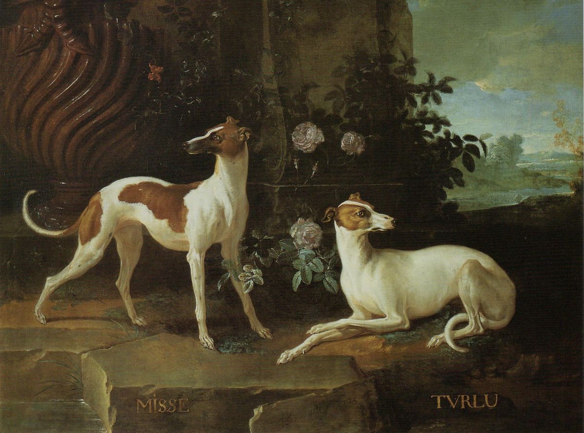 5 Of The Best, Most Lanky Dog Breeds Ever