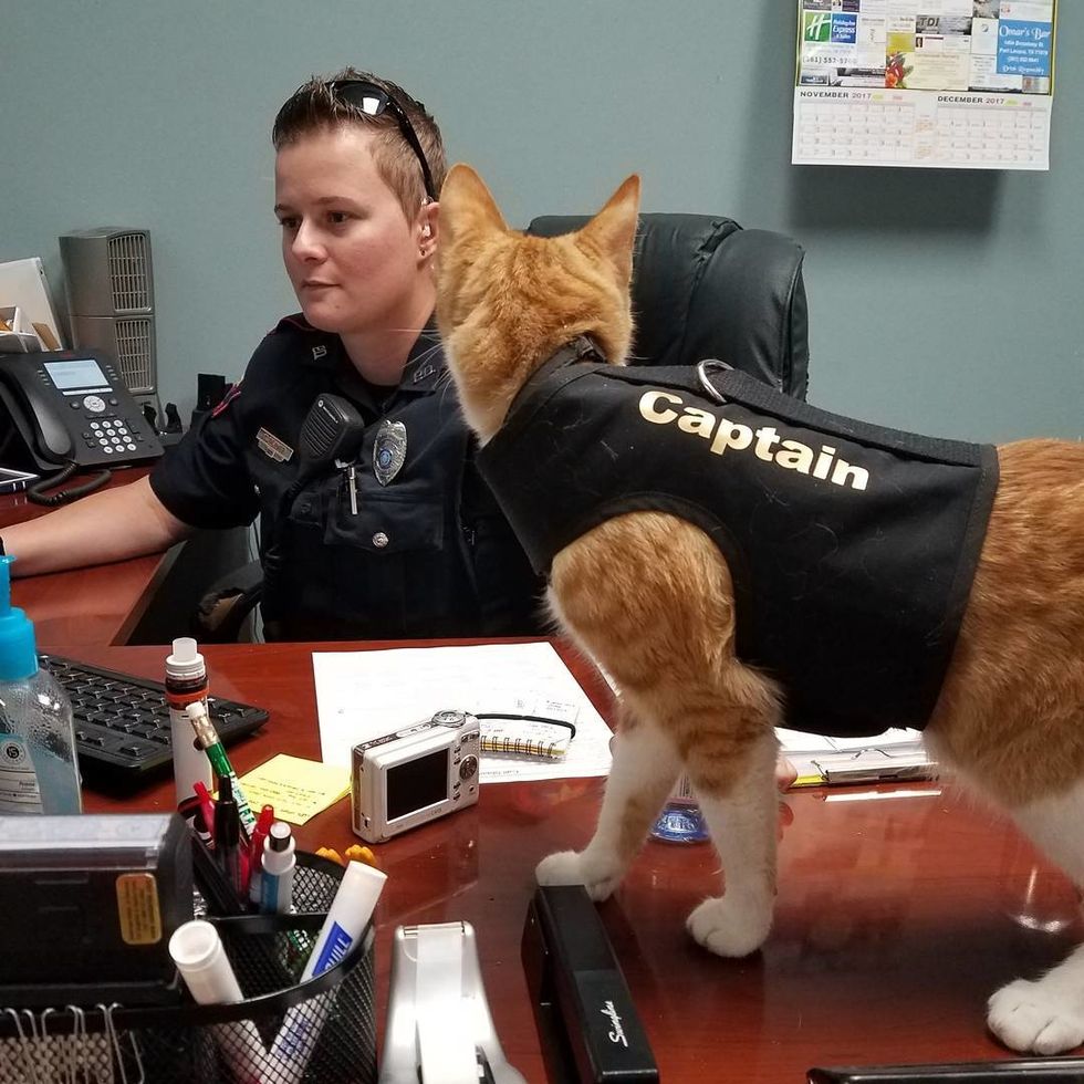 Police Department Recruits a Cat From Shelter to Join Them and Help ...