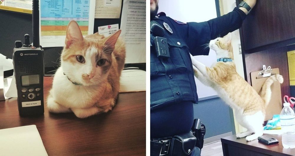 Police Department Recruits a Cat From Shelter to Join Them and Help ...