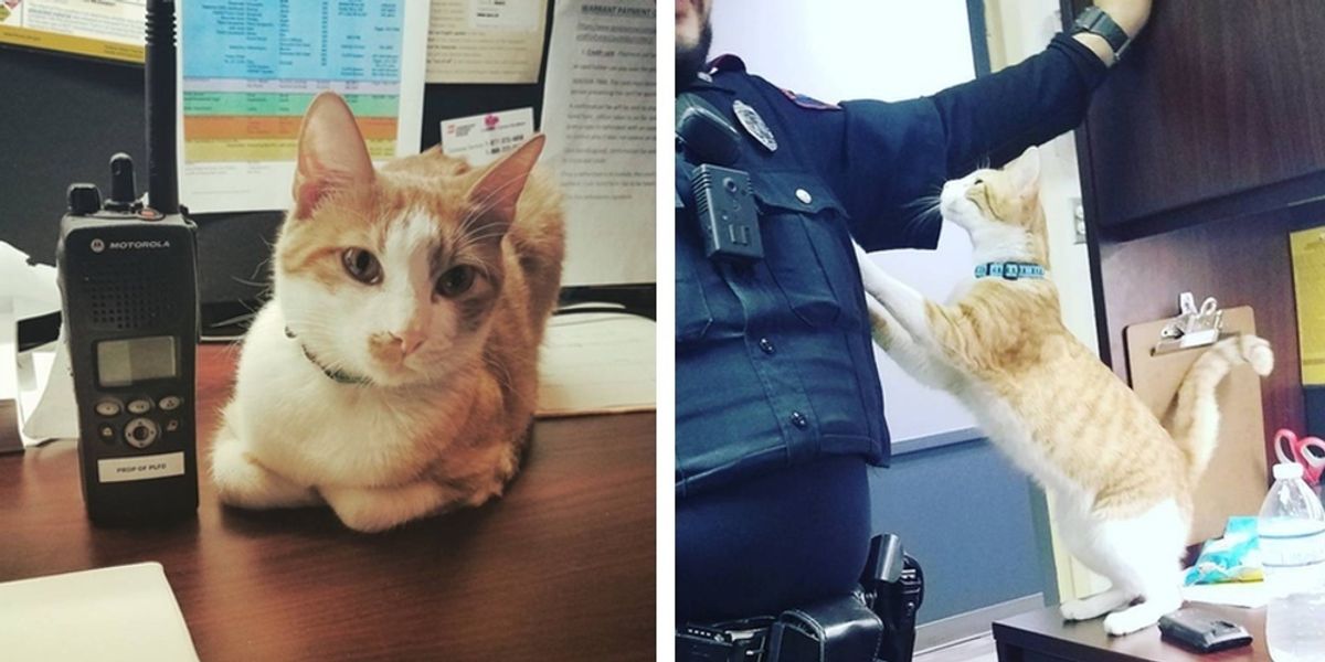 Police Department Recruits a Cat From Shelter to Join Them and Help ...