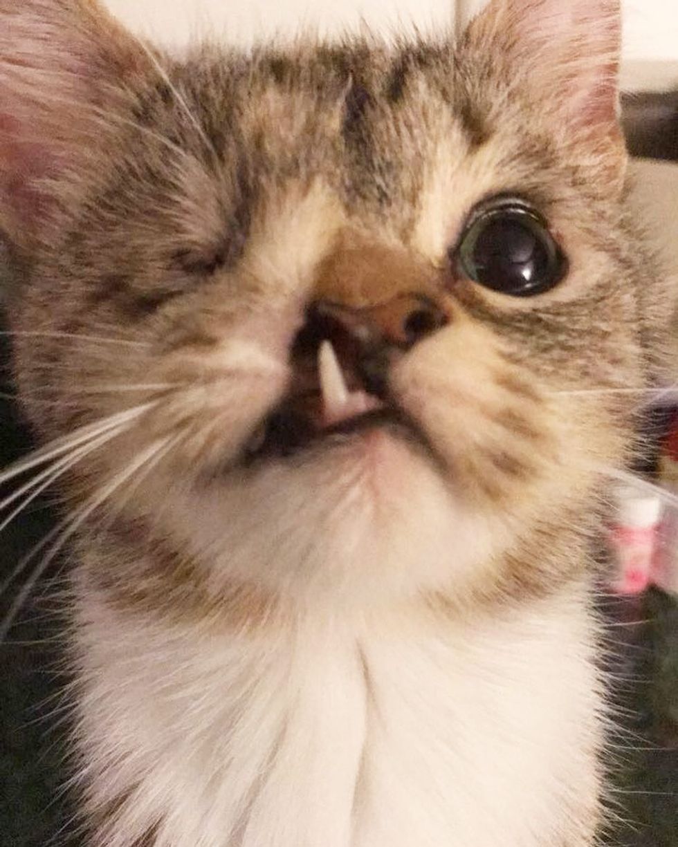 Couple Gives One-eyed Kitten with Snaggletooth a Chance While Others ...