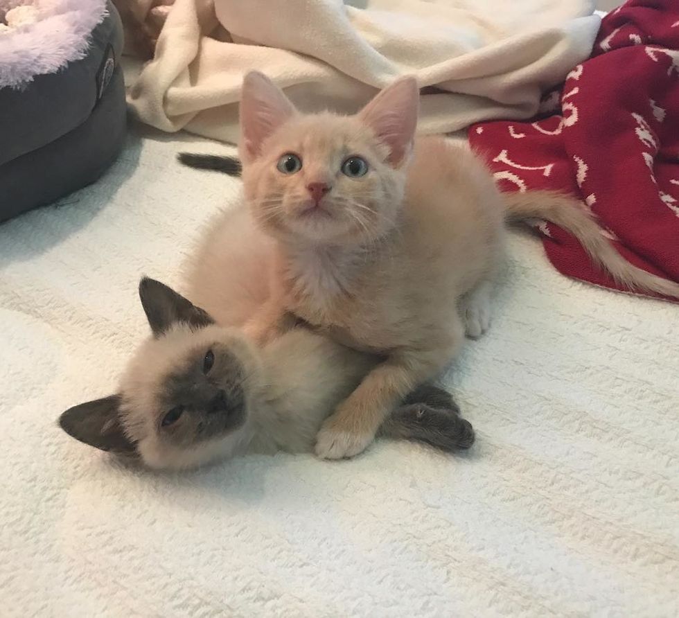 Kitten Comforts His Bonded Little Sister and Helps Her Heal with ...