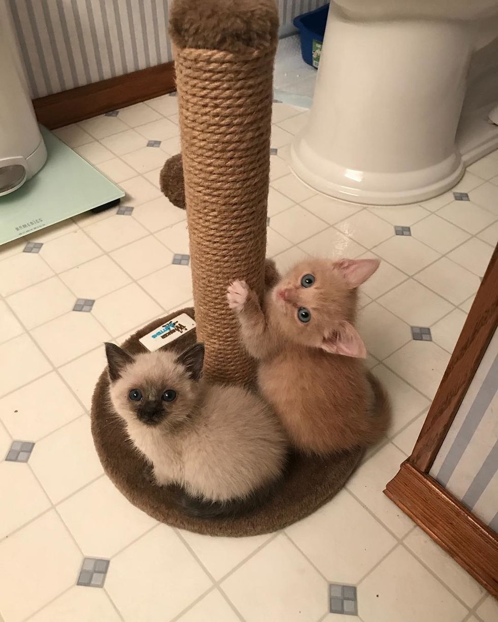 Kitten Comforts His Bonded Little Sister and Helps Her Heal with ...