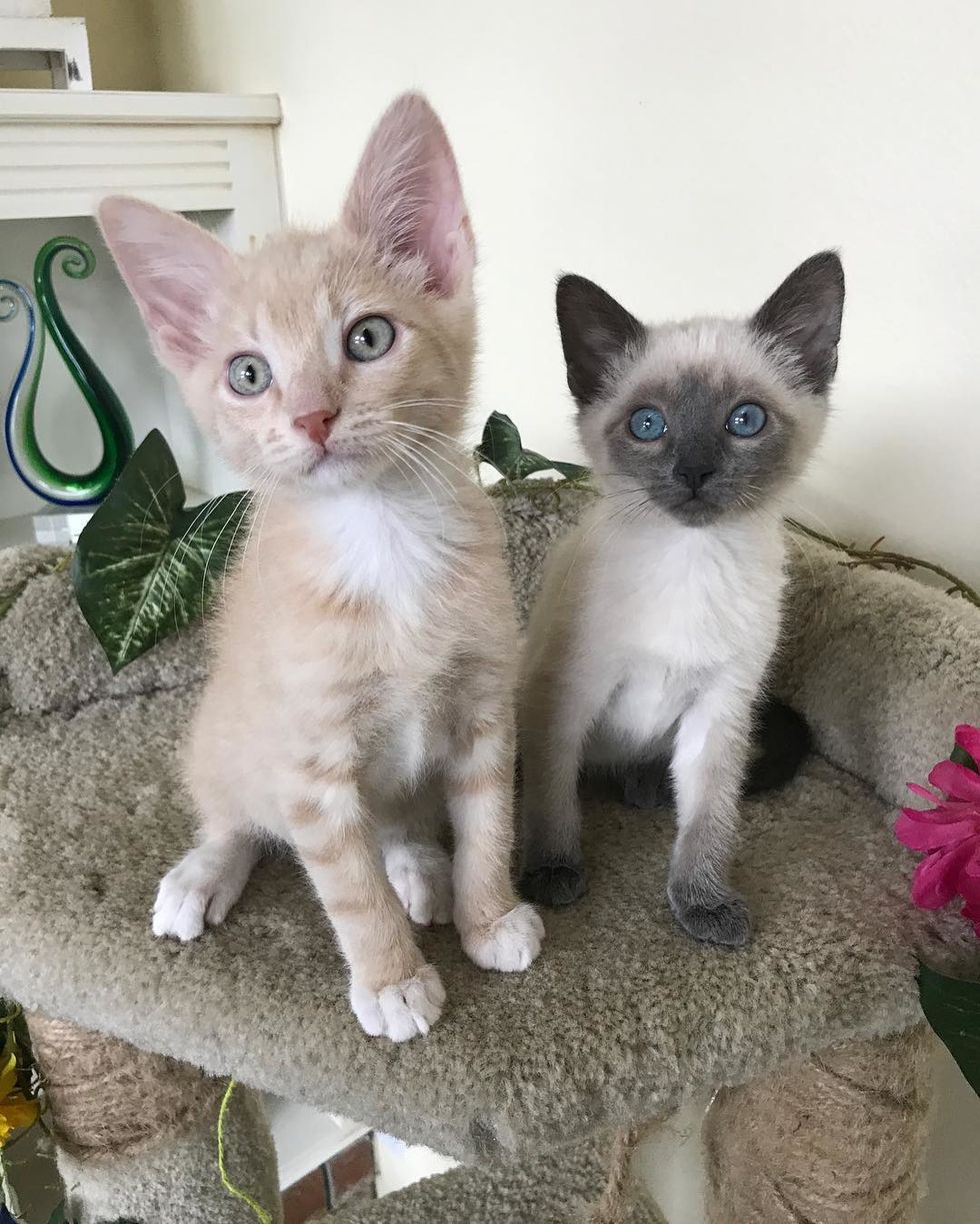 Kitten Comforts His Bonded Little Sister and Helps Her Heal with ...