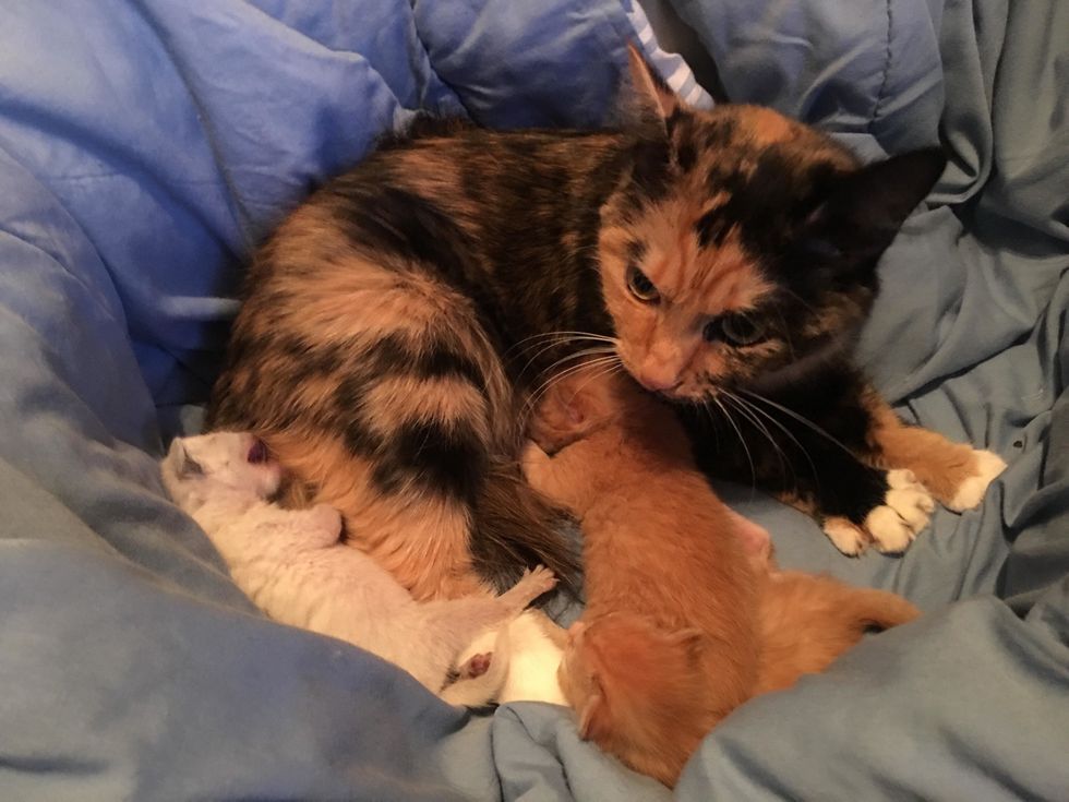 Woman Heard Meowing and Found Cat Mom Keeping Her Kittens Safe From ...