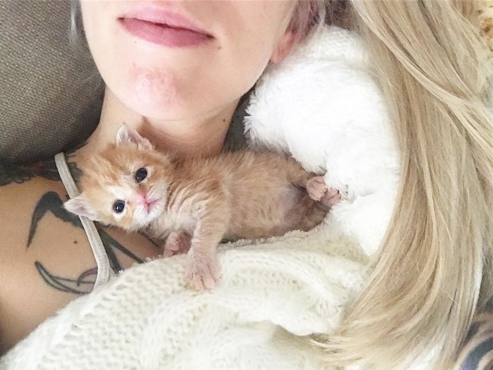 Kitten Brought into a Store, Meows for Help and Gets Rescued Just in ...