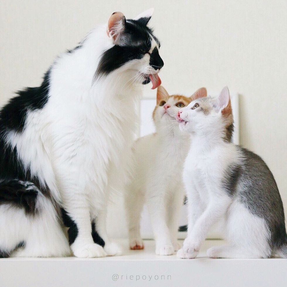 Male Cat Nurtures Two Rescue Kittens and Raises Them into Beautiful ...