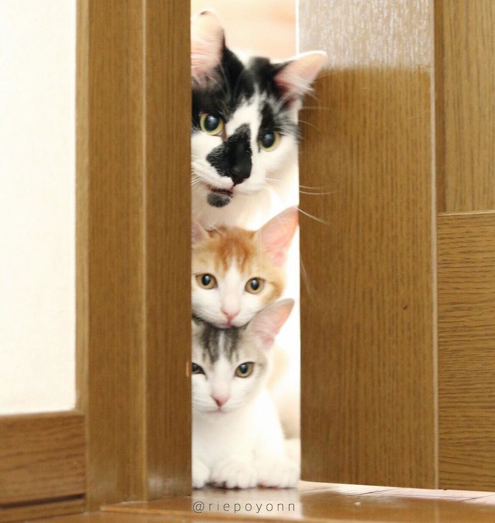 Male Cat Nurtures Two Rescue Kittens and Raises Them into Beautiful ...