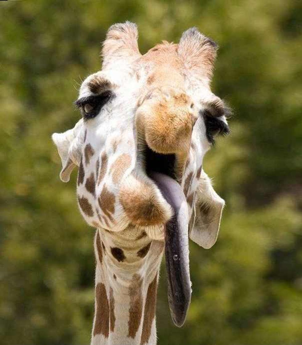 10 Reasons Giraffes Are Easily The Most Amazing Animals In The World