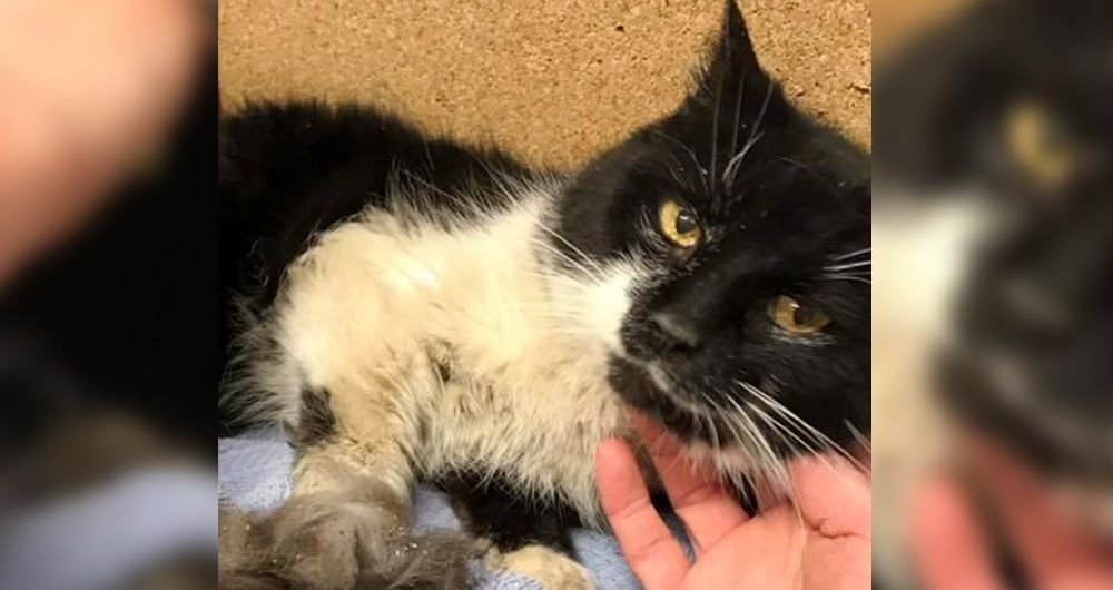 Cat Lived 17 Years In Neglect Finds Someone She Loves and Won't Let Go ...