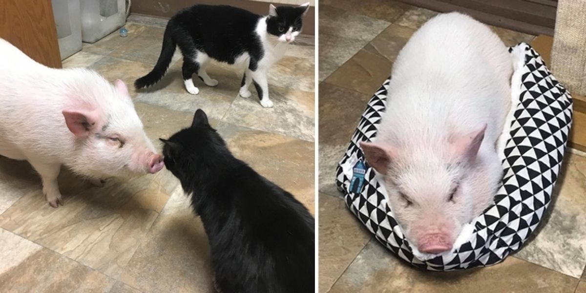 Cats Befriend Rescue Pot-bellied Pig, Now He Thinks He's Part Feline ...