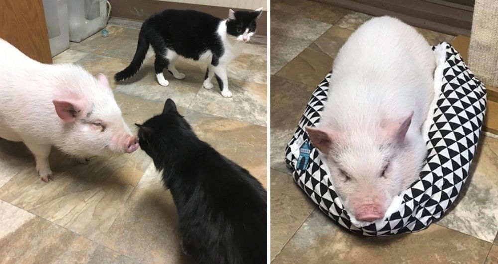 Cats Befriend Rescue Pot-bellied Pig, Now He Thinks He's Part Feline ...