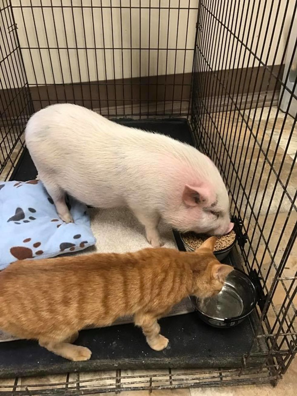 Cats Befriend Rescue Pot-bellied Pig, Now He Thinks He's Part Feline ...