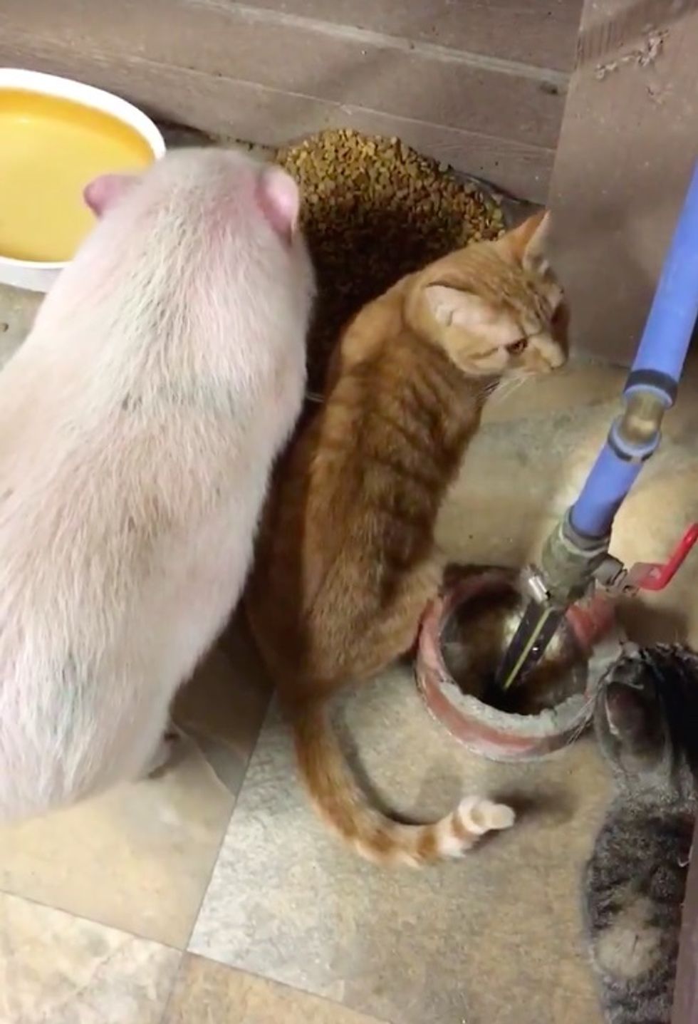 Cats Befriend Rescue Pot-bellied Pig, Now He Thinks He's Part Feline ...