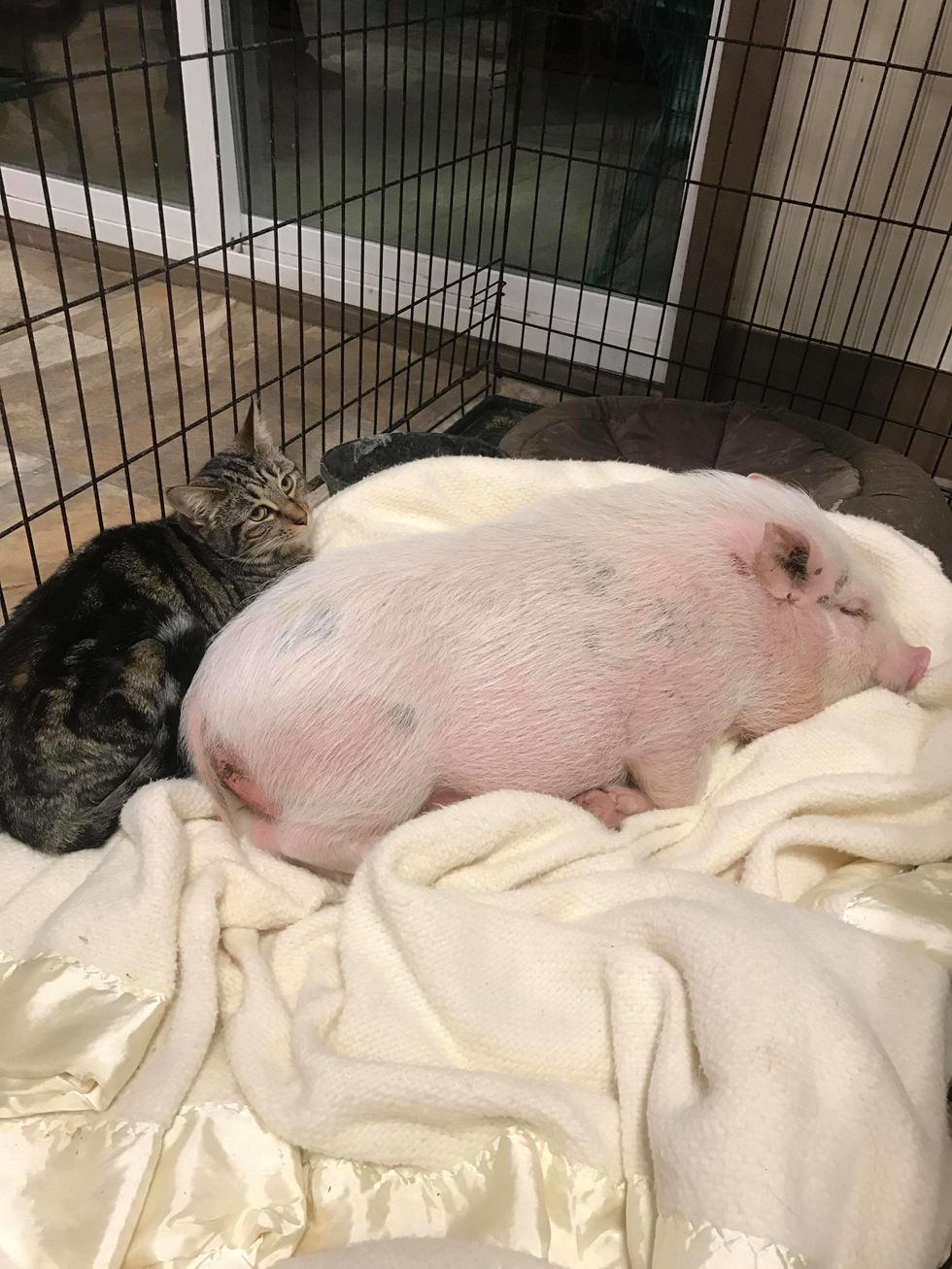 Cats Befriend Rescue Pot-bellied Pig, Now He Thinks He's Part Feline ...