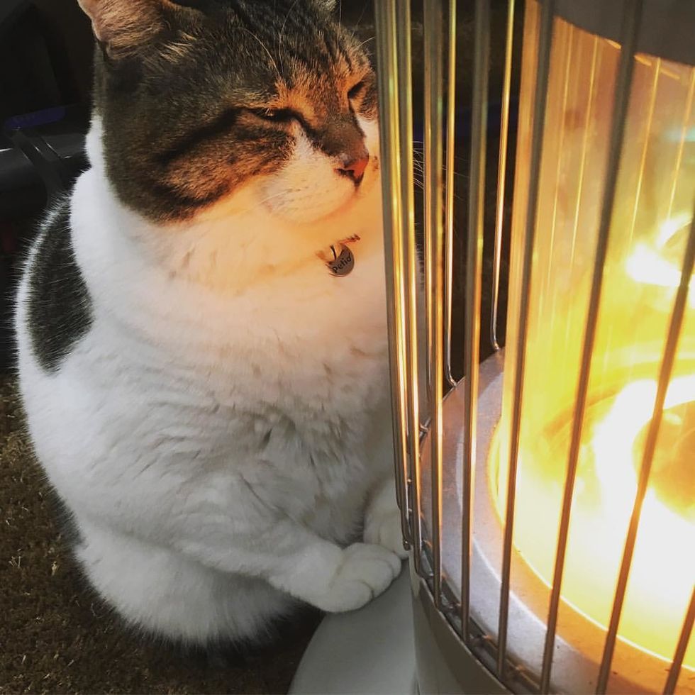 Cat Falls Asleep to Warmth of a Heater Every Day During Winter in These ...