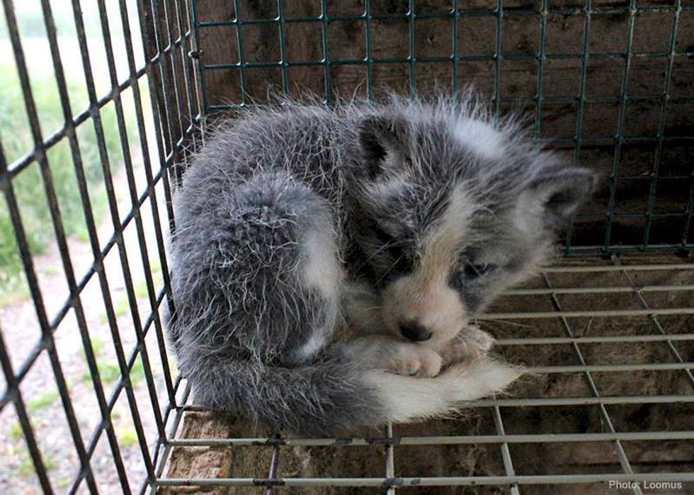 Fur Farming In The U.S. Is Alive And Well