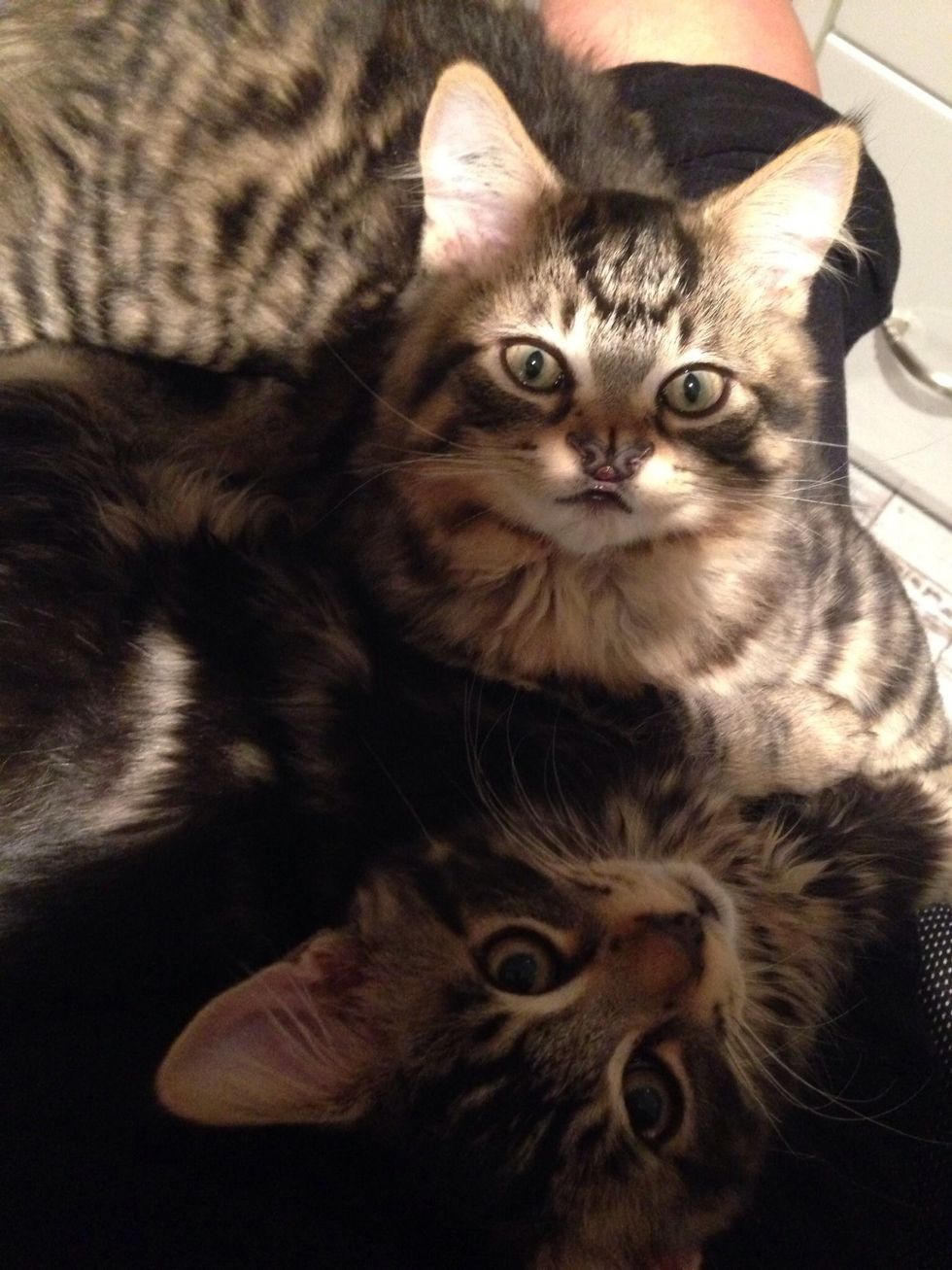 Kitten Born with the Sweetest Butterfly-shaped Nose Blossoms into a ...