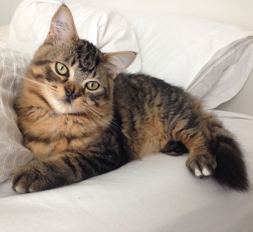 Kitten Born with the Sweetest Butterfly-shaped Nose Blossoms into a ...