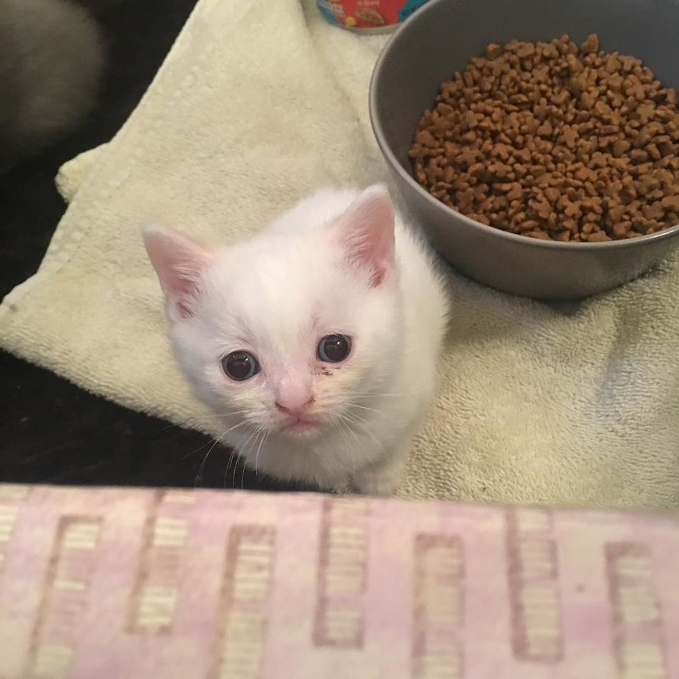 Rescue Cat Became Mom to Abandoned Kittens, They Saved Each Other ...