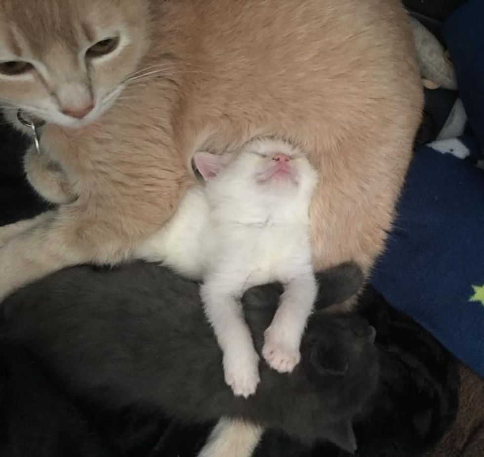 Rescue Cat Became Mom to Abandoned Kittens, They Saved Each Other ...