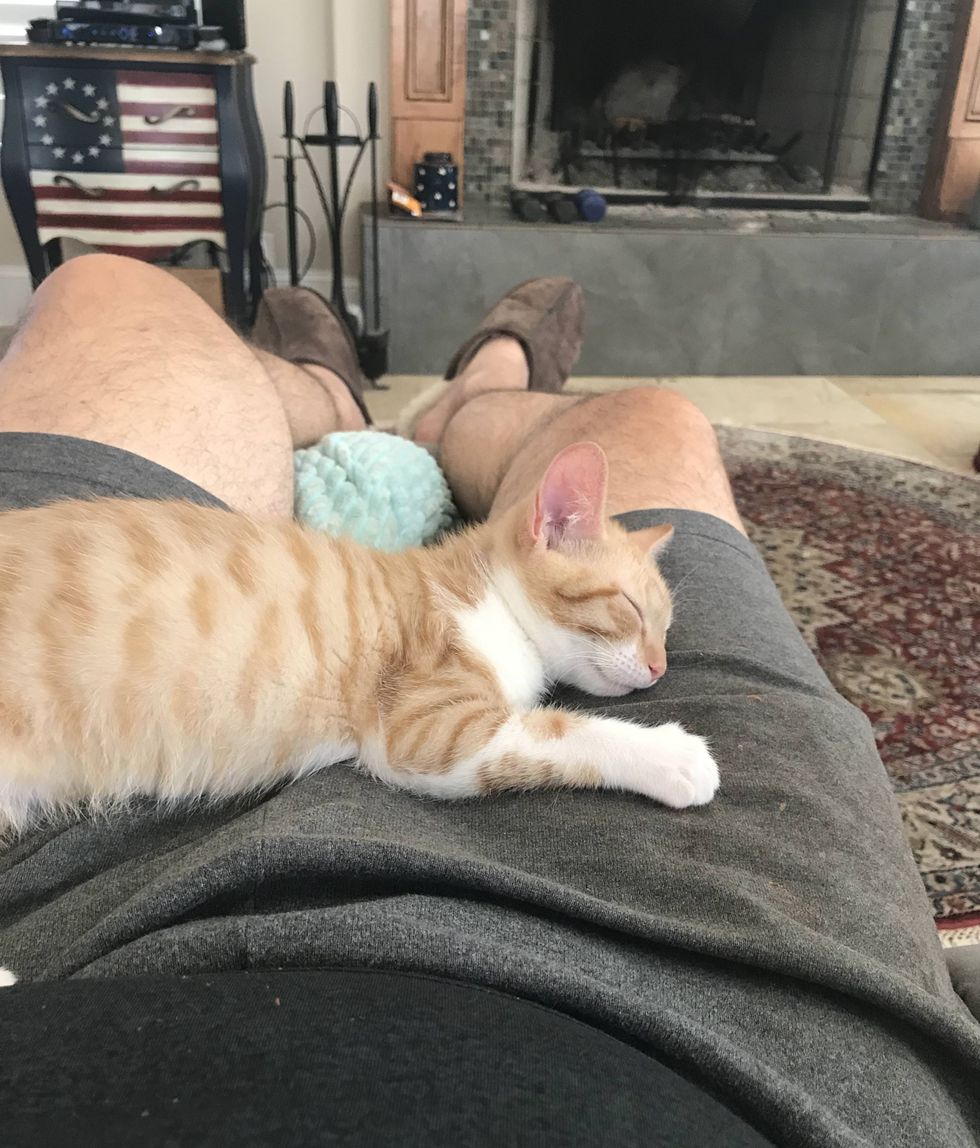 Kitten Changed Man Who Didn't Like Cats and Guided Him To Find His ...