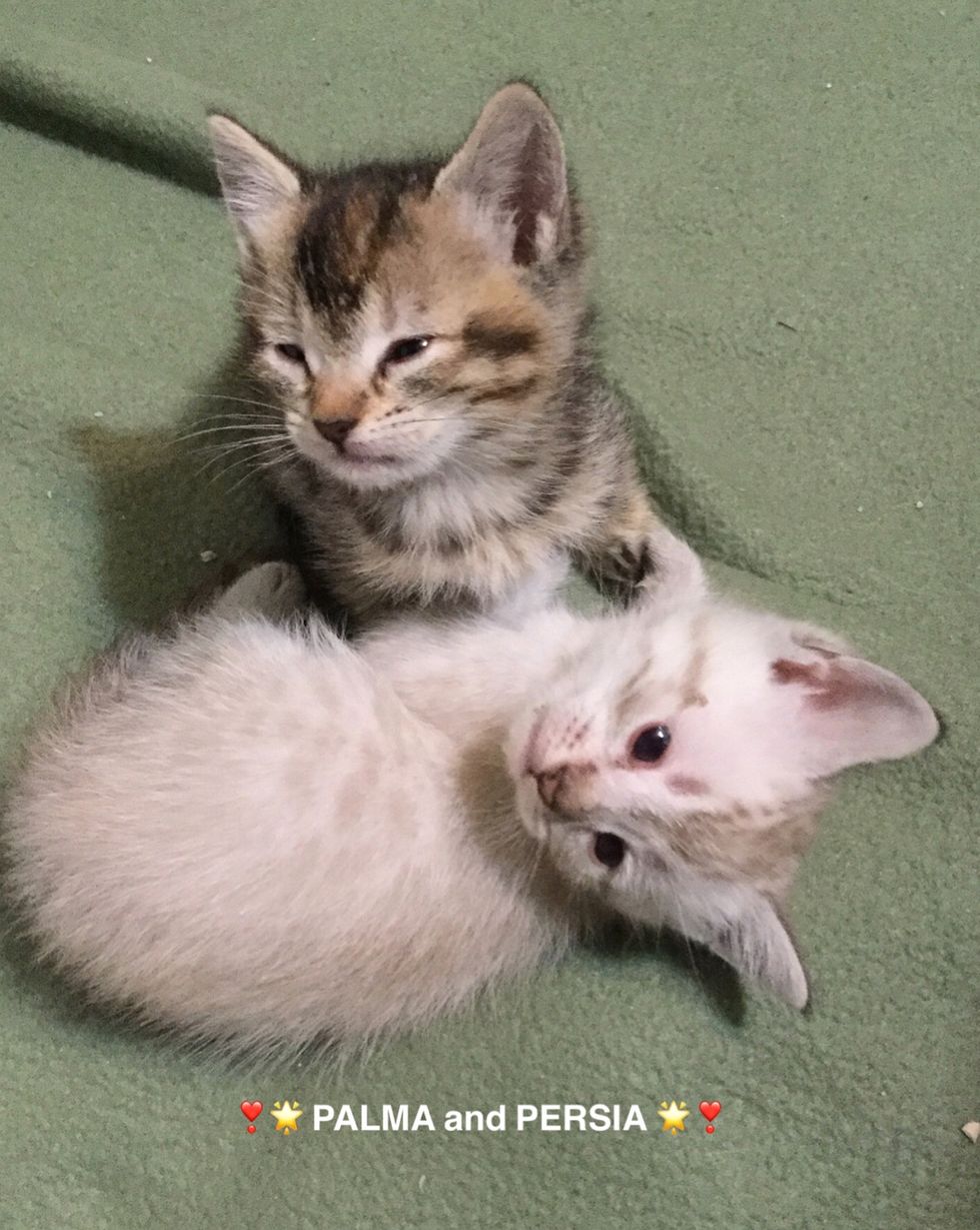 Man Saves Cat From the Streets and Searches for Hours to Find Her ...