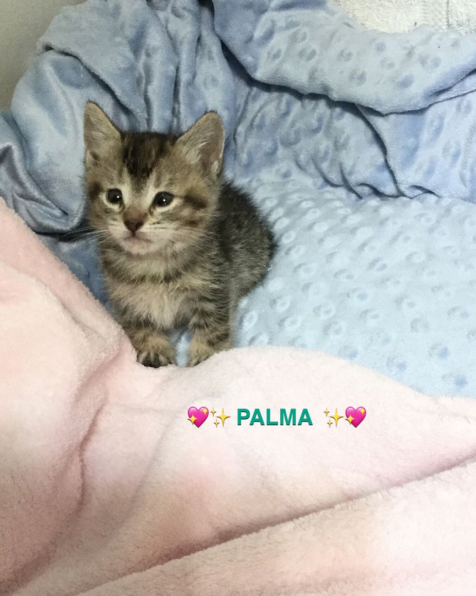 Man Saves Cat From the Streets and Searches for Hours to Find Her ...