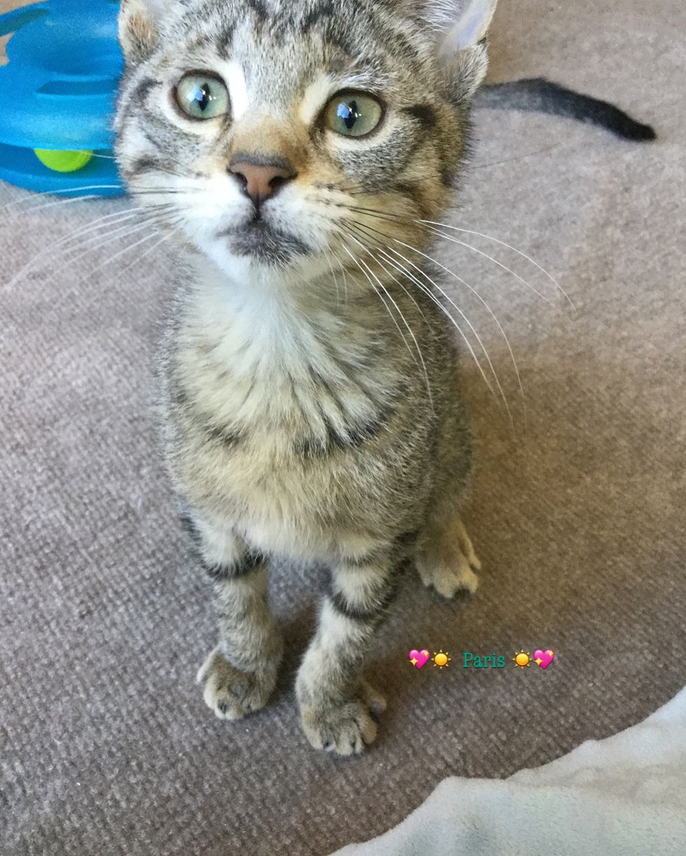 Man Saves Cat From the Streets and Searches for Hours to Find Her ...