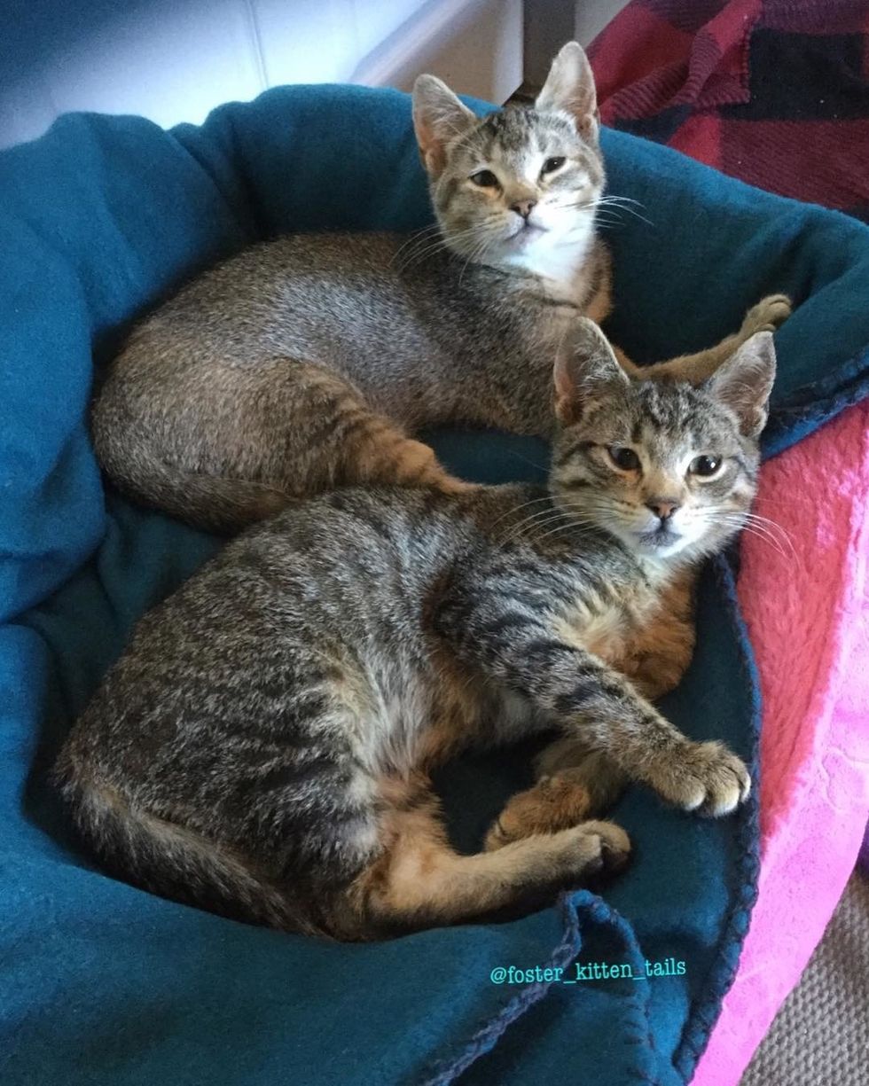 Man Saves Cat From the Streets and Searches for Hours to Find Her ...