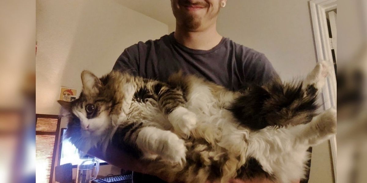 Man Who Grudgingly Accepted Getting a Cat, Now Holds Her All the Time ...