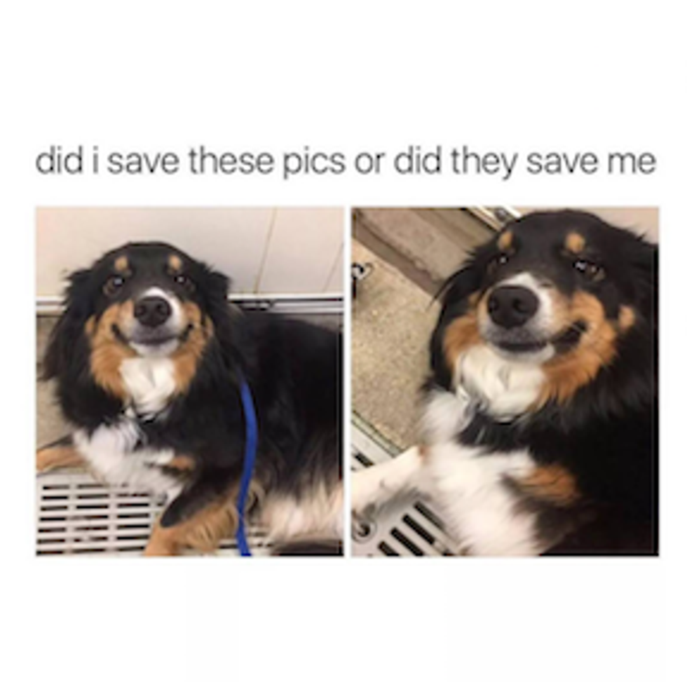 10 Dog Instagram Accounts Full Of Good Good Boys For You To Love