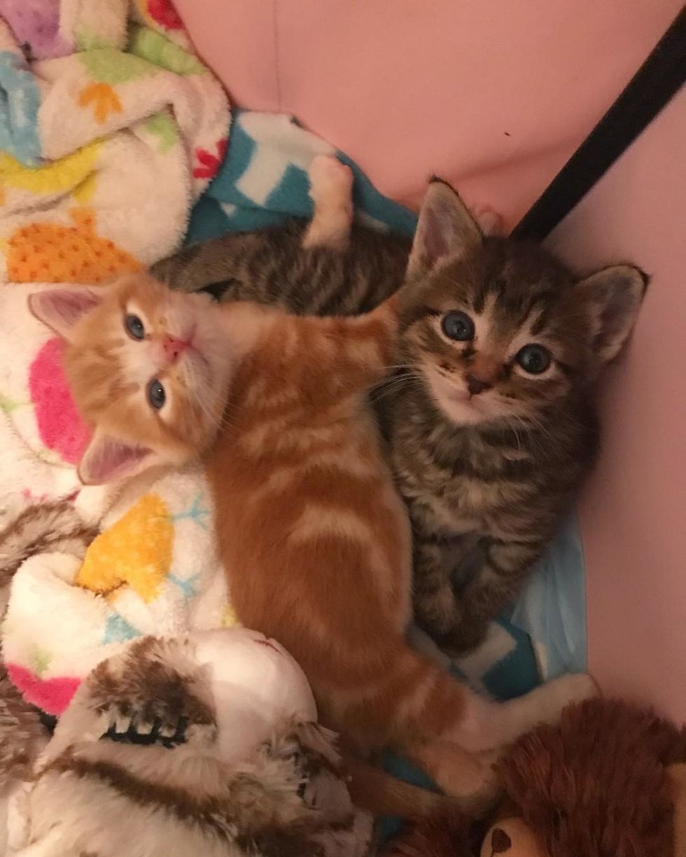 Ginger Kitten Found Love In Another Rescue Kitty and Wouldn't Let Him ...