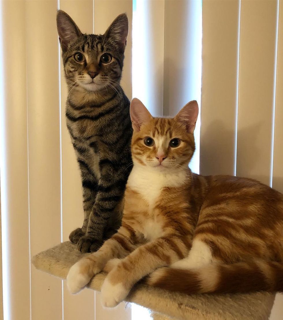 Ginger Kitten Found Love In Another Rescue Kitty and Wouldn't Let Him ...