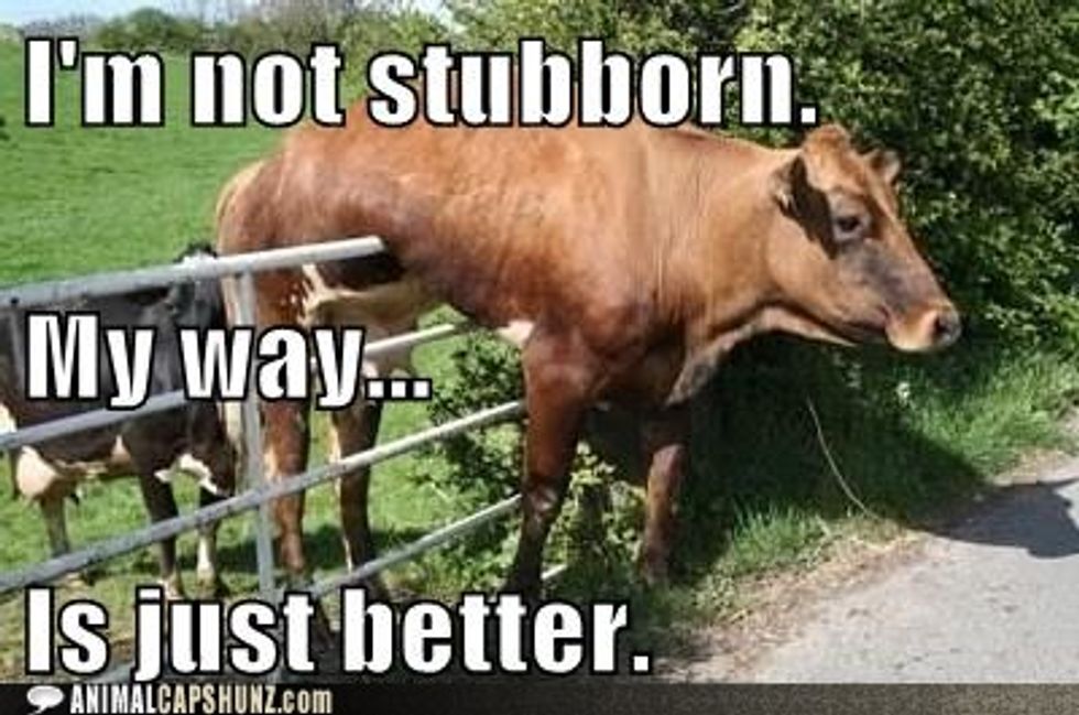 17 Invaluable Life Lessons I Learned As A Stock Show Kid