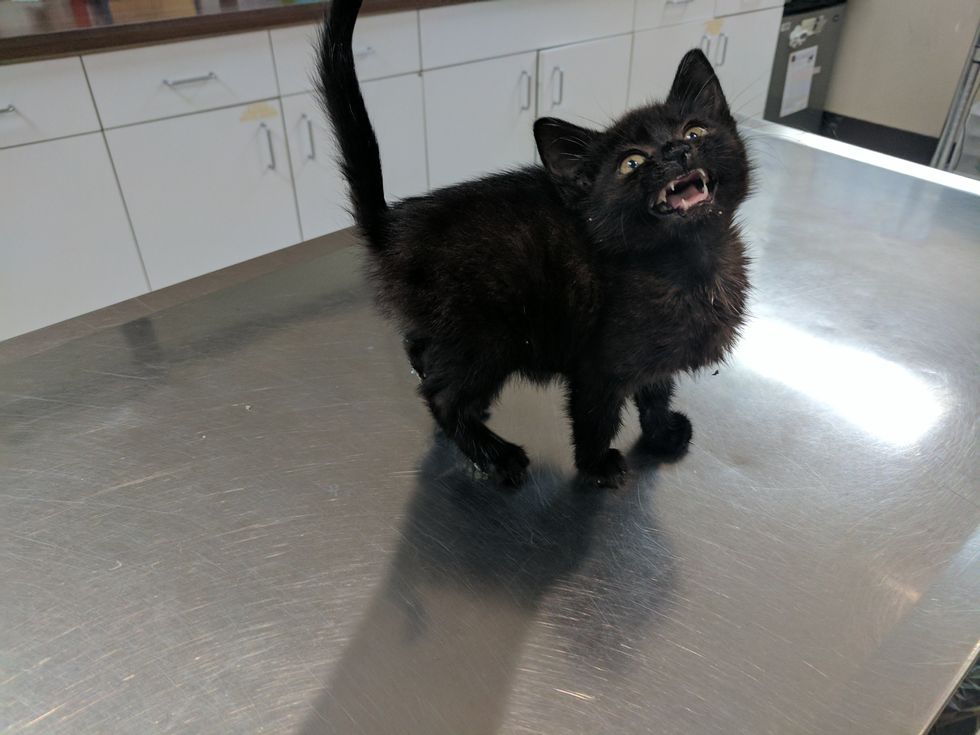 Couple Saves Scrawny Kitten Who Lost Her Meow And Helps Her Find Her