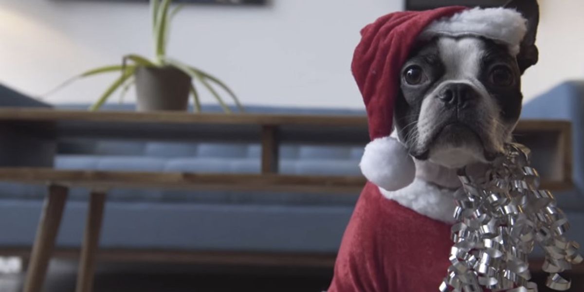 This is just a video of a dog riding a Roomba dressed as Santa...and it ...