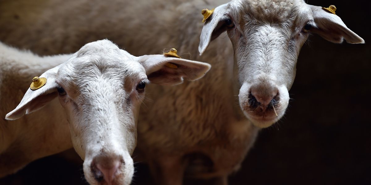 Are you a sheep or a sheepdog? - Glenn Beck