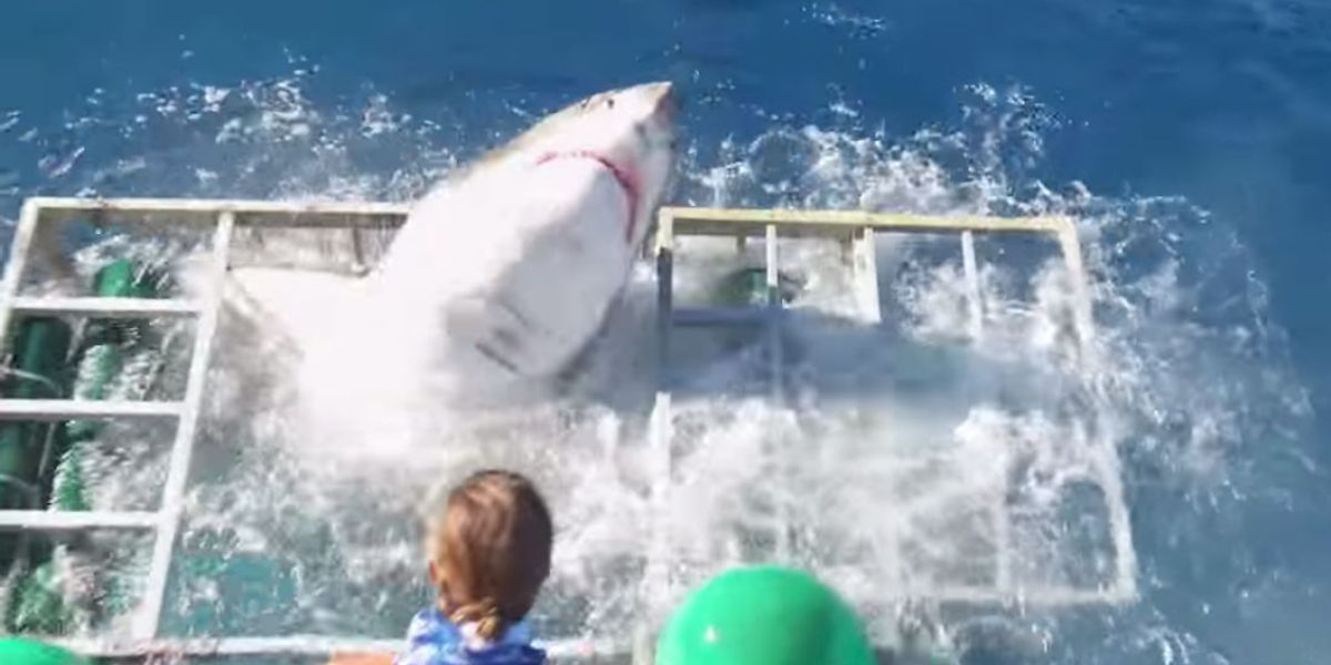 Shocking: Great White Shark Gets Into Cage... With Somebody INSIDE ...