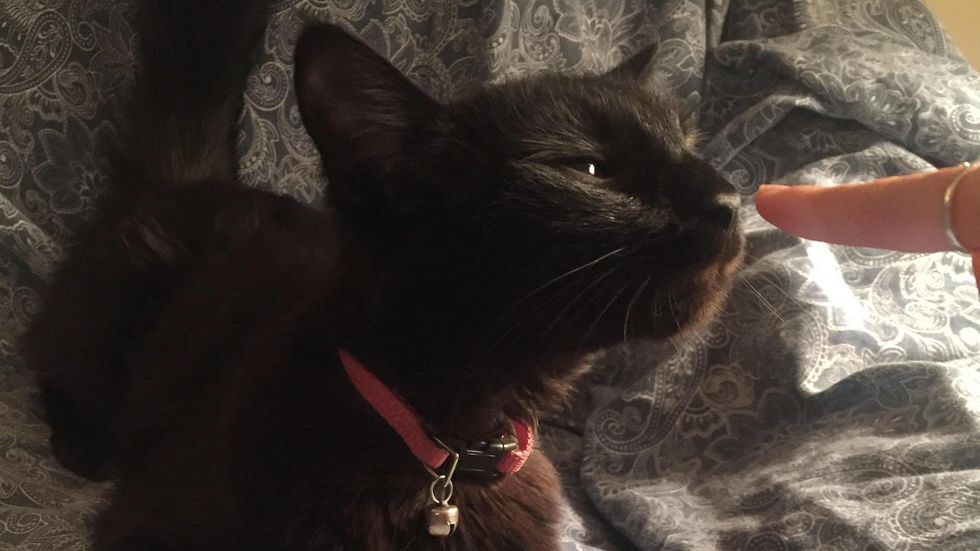 13 Animal Snoot Boops To Make ANY Day Better