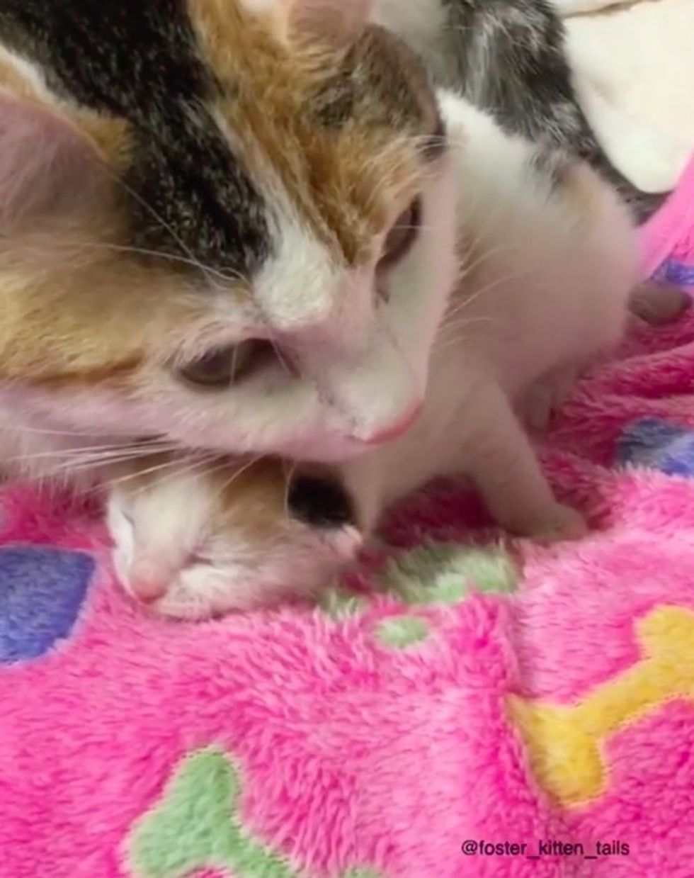 Cat Mama And Her Only Kitten Saved from Shelter - She Can't Stop ...