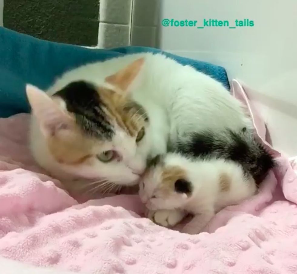 Cat Mama And Her Only Kitten Saved from Shelter - She Can't Stop ...